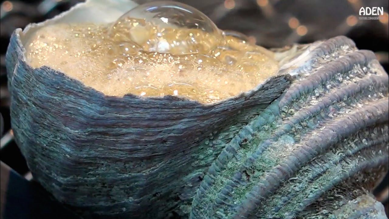 Turban Shell Barbecue & Clam Sashimi - Street Food Japan - YouTube