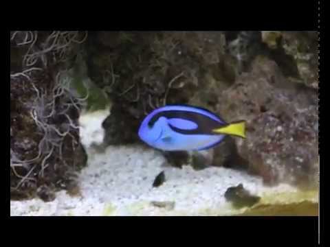 Paracanthurus hepatus, pez cirujano azul - YouTube