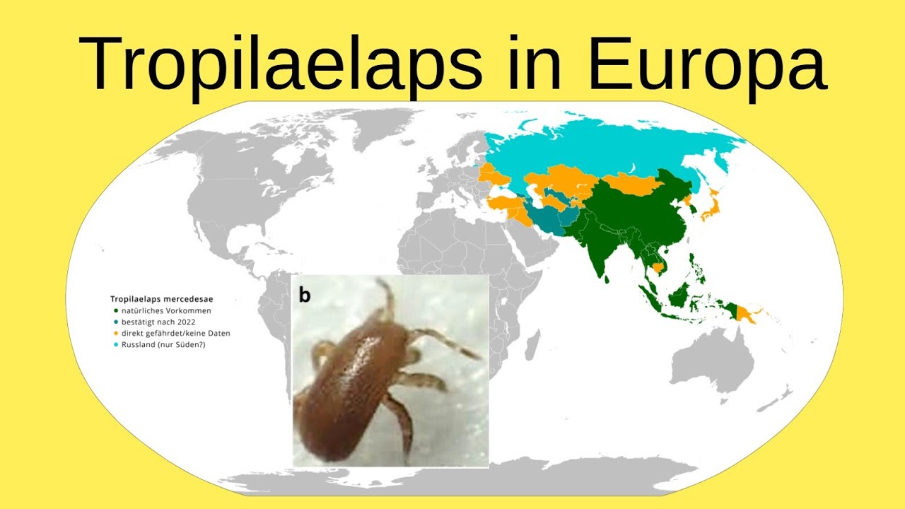 23.12.'24 Tropilaelaps mercedesae - erste Nachweise in Europa - YouTube