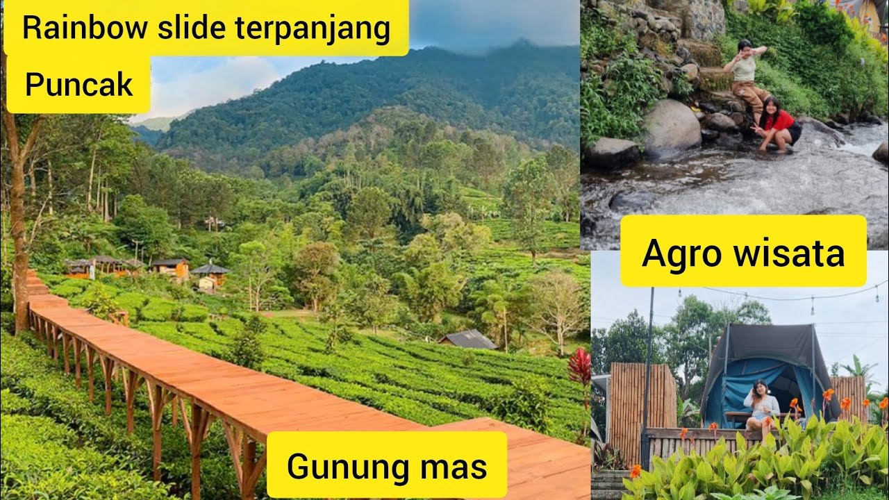 Agrowisata Gunung Mas Puncak Bogor 2024 || Tempat Wisata Puncak Bogor ...