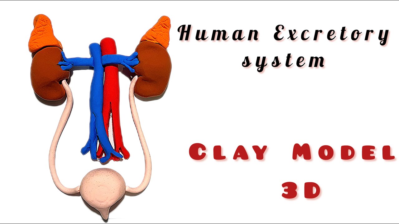 How to make Human Excretory System with Clay | Clay art for Kids | # ...