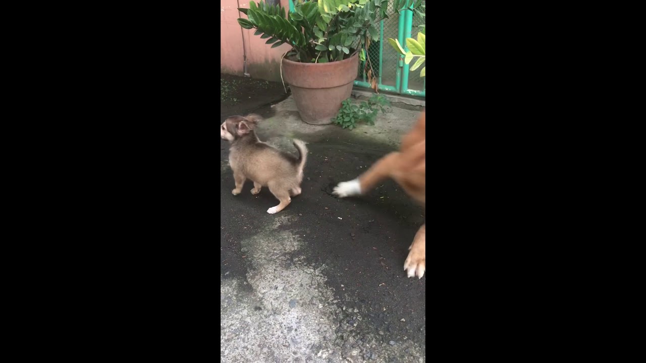 DOG vs PUPPY - YouTube