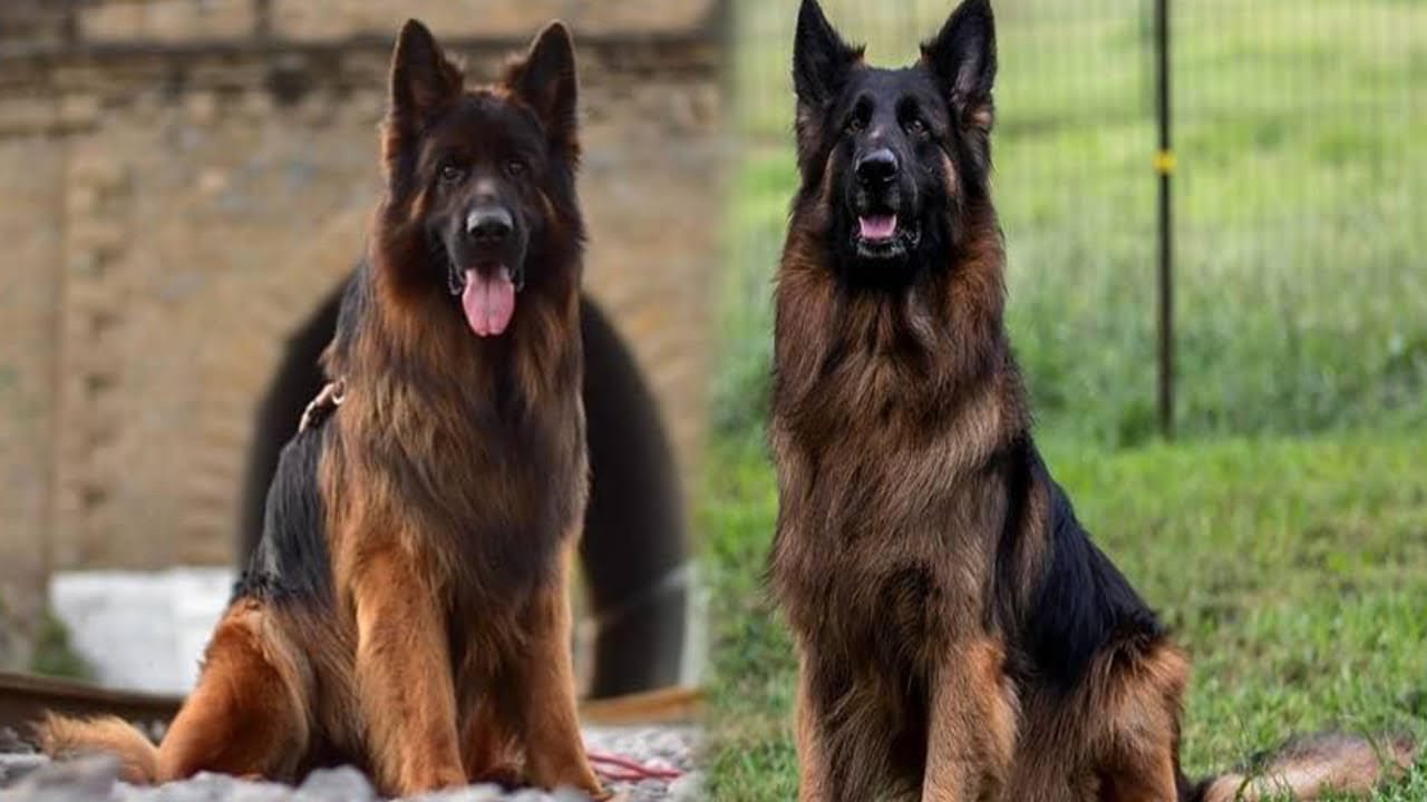 FCI imported extreme long coat German shepherd ||German shepherd Poland ...