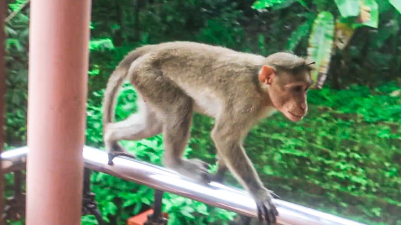 MONKEY BRO @ MY HOME | Special Guest | Unexpected Visit - YouTube