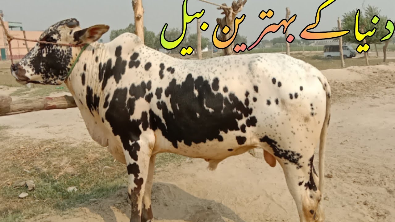 One of the best bulls in world | beauty of bulls | # ...