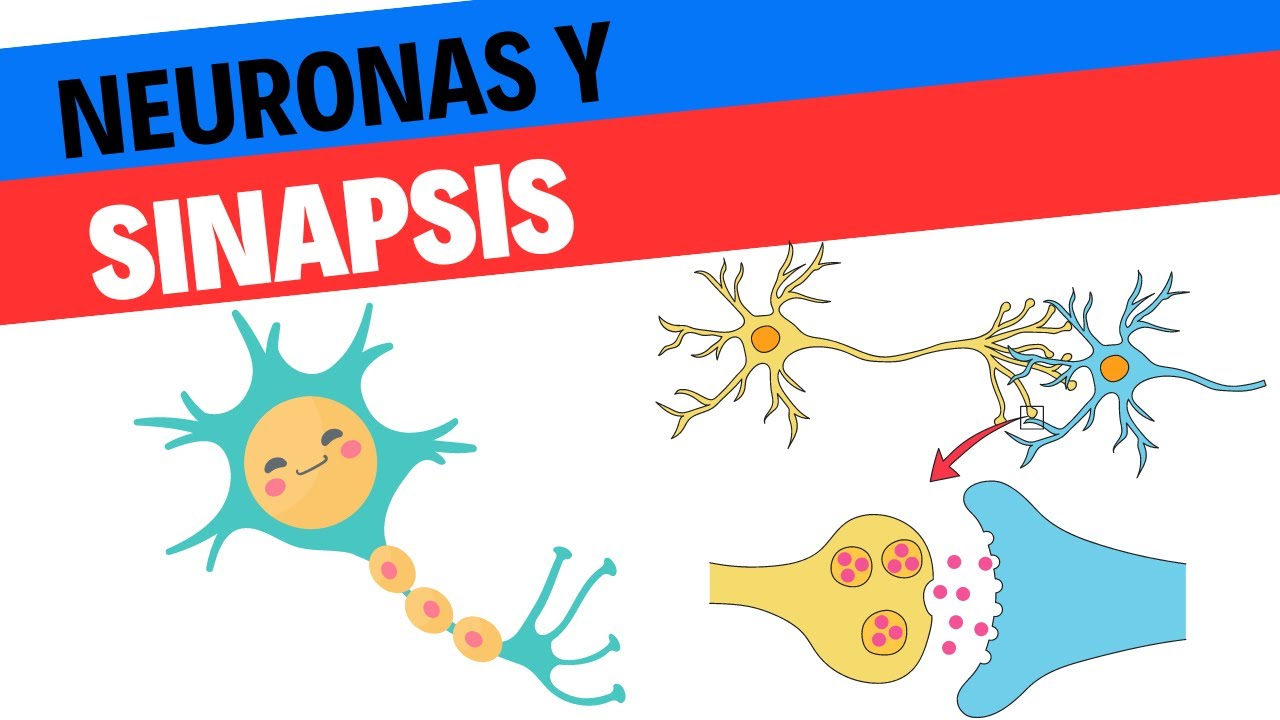 Sinapsis y funcionamiento de las neuronas. Neurociencias 2 - YouTube