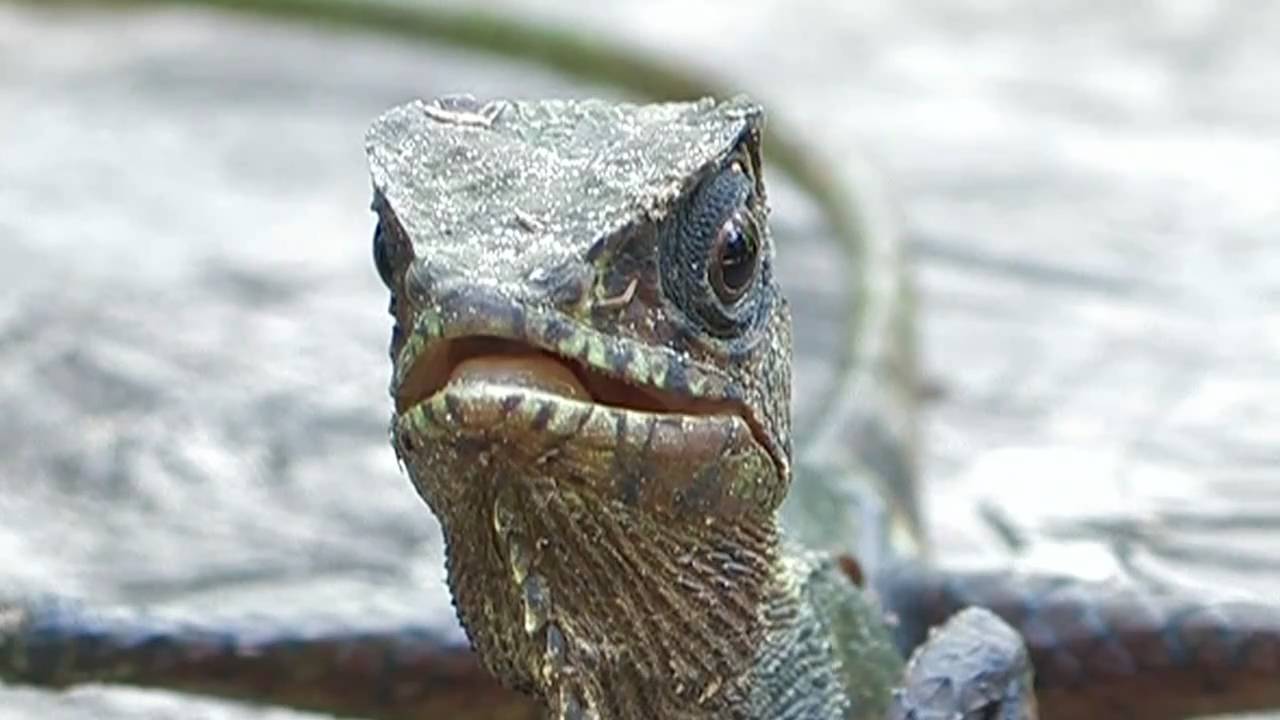 Casque-headed Lizard - The Virtual Rainforest - YouTube