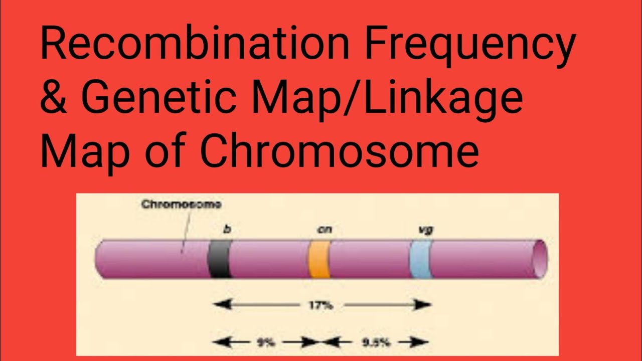 Recombination Frequency & Genetic Map/Linkage Map of Chromosome | CH ...