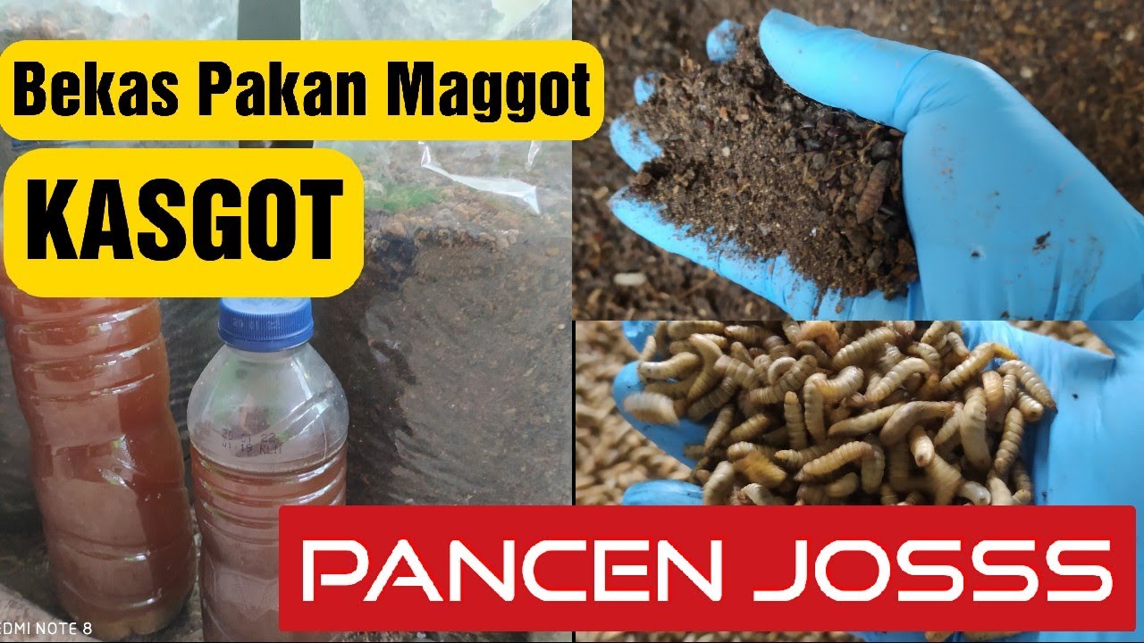 DAHSYATNYA ENZIM MAGGOT - YouTube