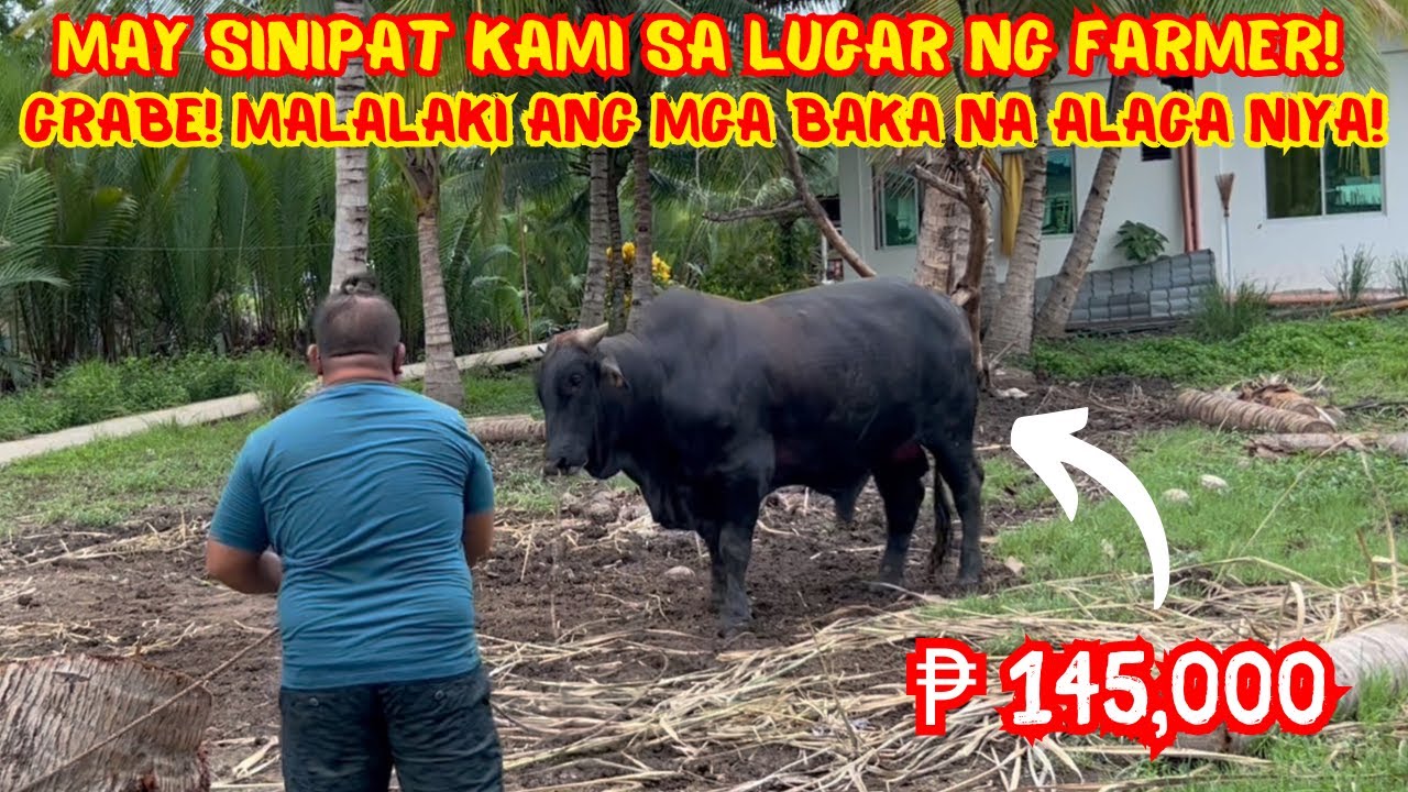 MAY SINIPAT KAMI SA LUGAR NG FARMER! GRABE! MALALAKI ANG MGA BAKA NA ...