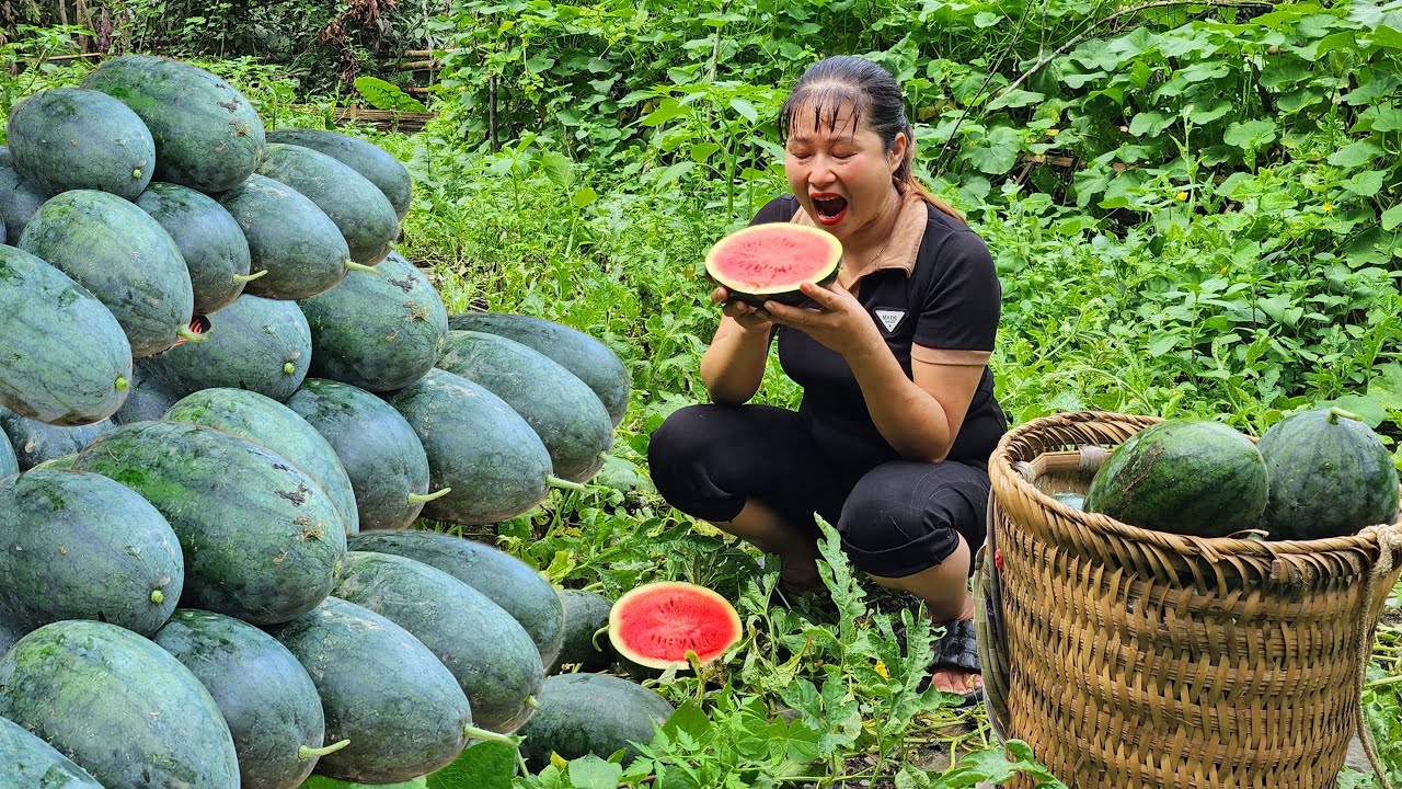 Harvesting self-grown Watermelons Goes To Market Sell / Build a Life in ...