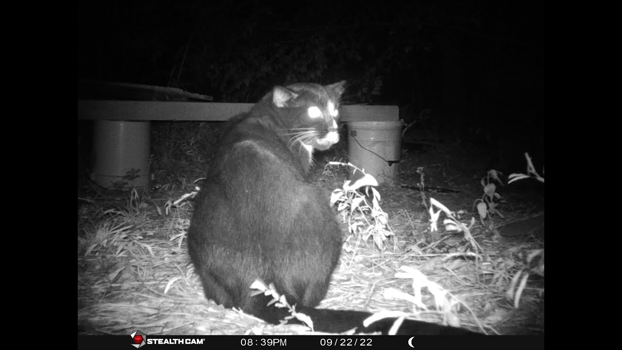 More Blurry Trail Cam Photos of Cats and Wildlife - YouTube
