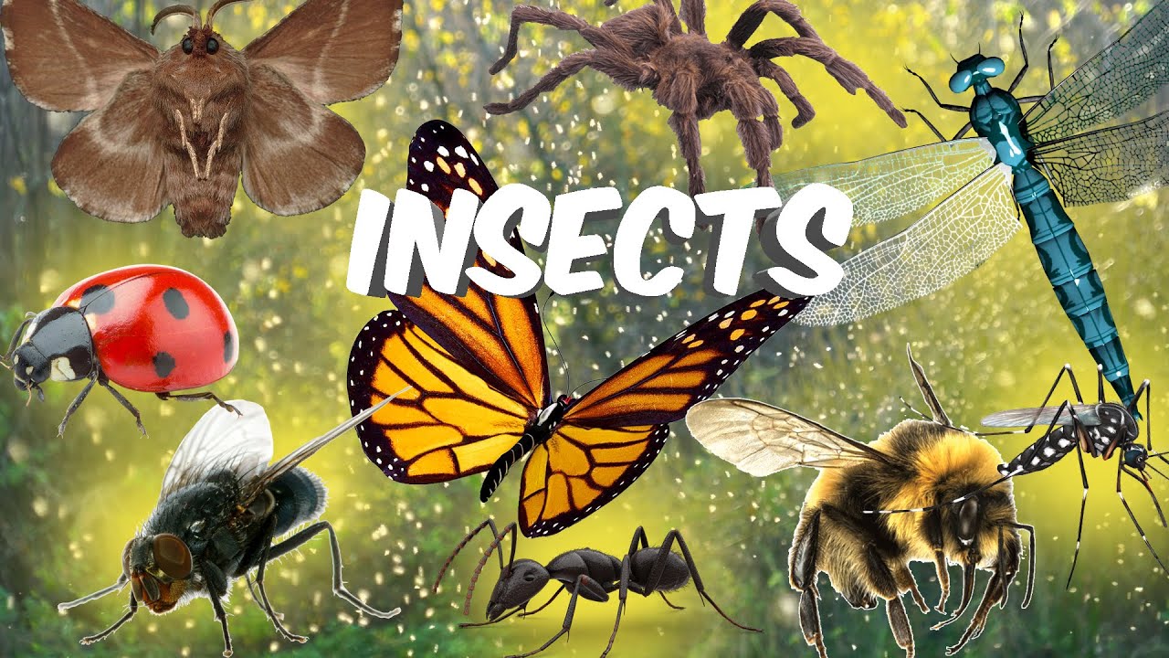 🐜🐝🐞🕷🦋🦟Insects🐜🐝🐞🕷🦋🦟Learning video. - YouTube