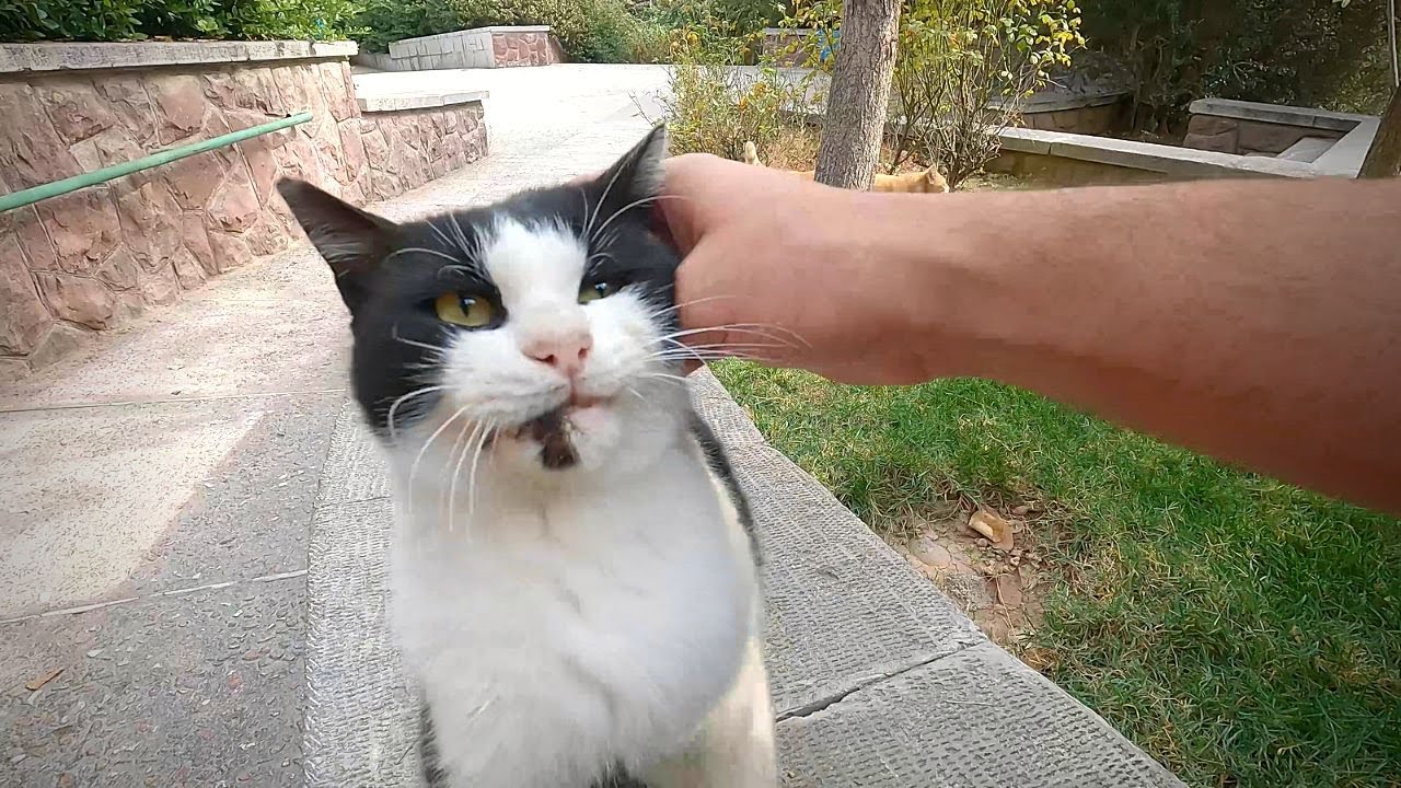 Sweet Cat Needs Attention and Love | Cute cat purring - YouTube