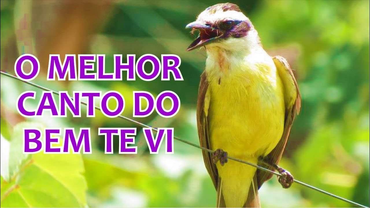 BEM TE VI CANTANDO 🐦 O CANTO DO BEM TE VI - YouTube