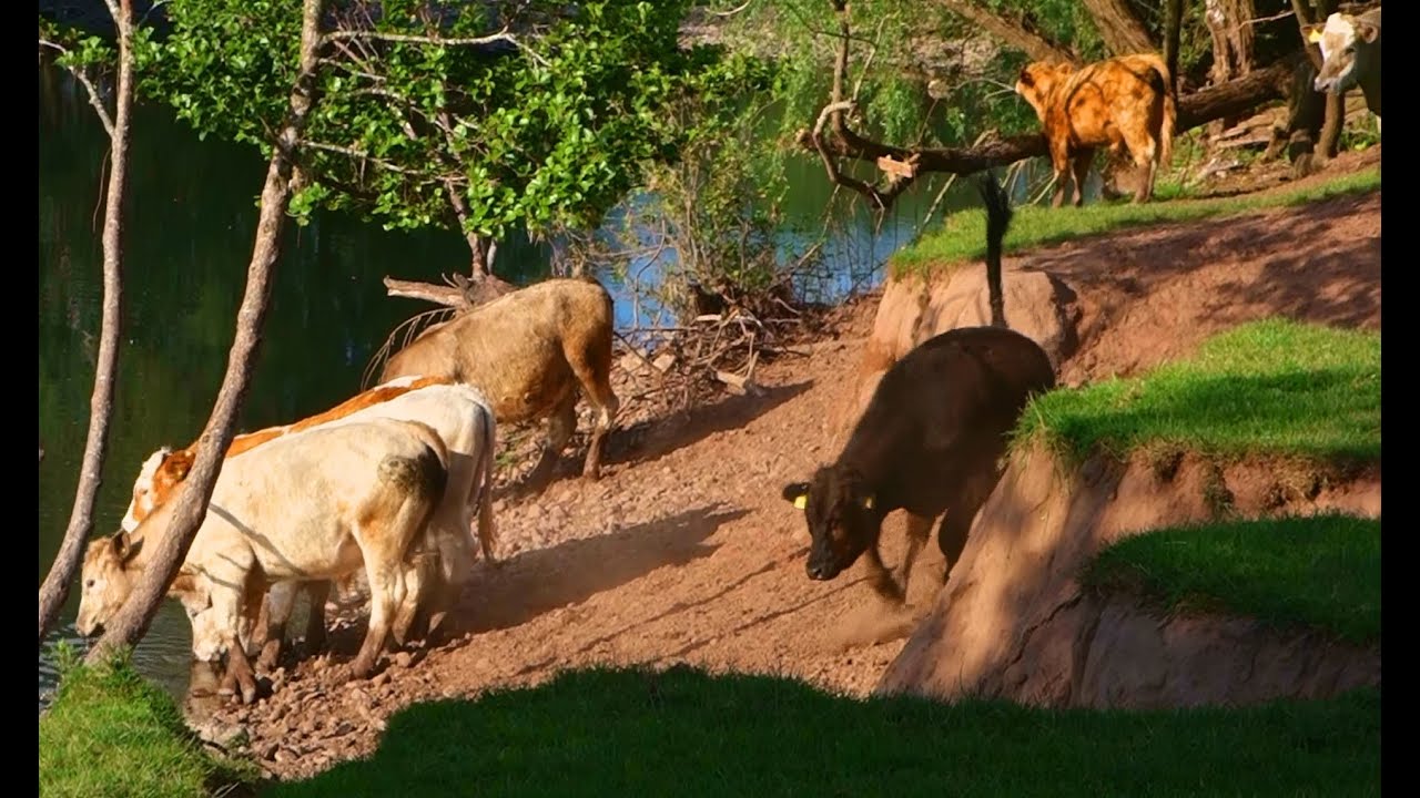 COWS HAPPY TO GET DOWN (TO THE RIVER) #Cows #Meadows #River - YouTube