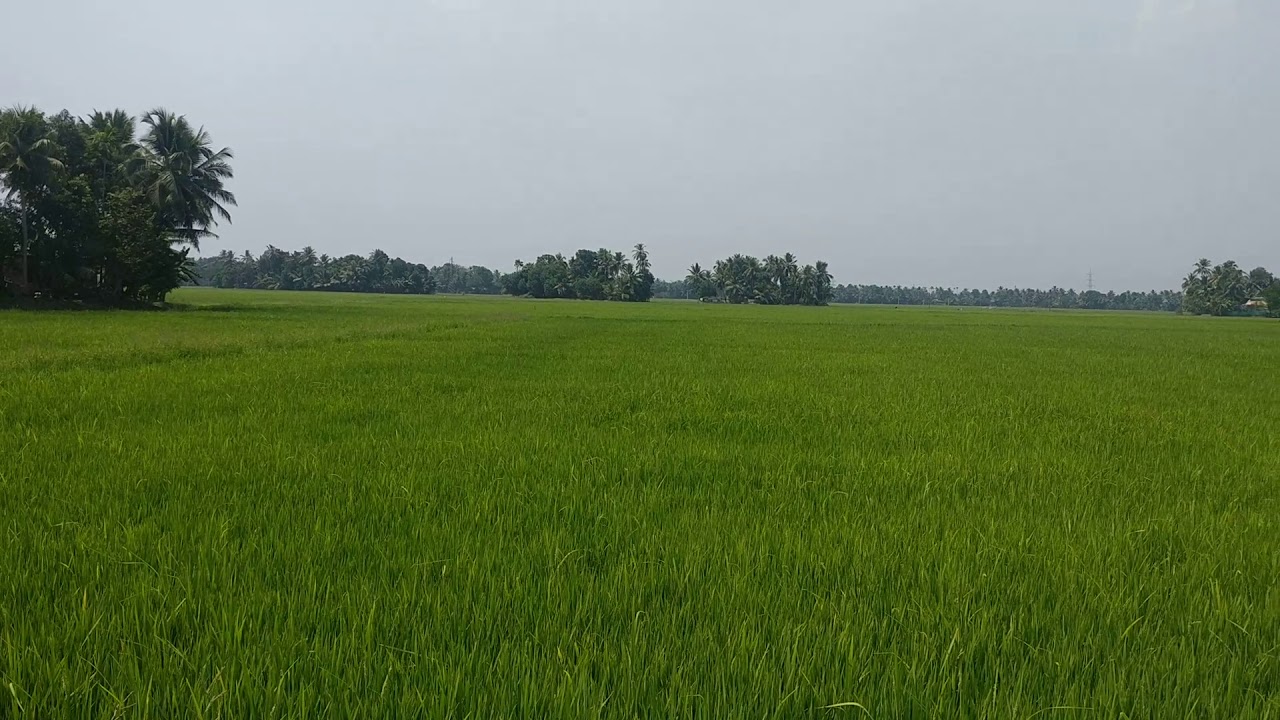 Lush green paddy fields - Kuttanad Alappuzha, Kerala - YouTube