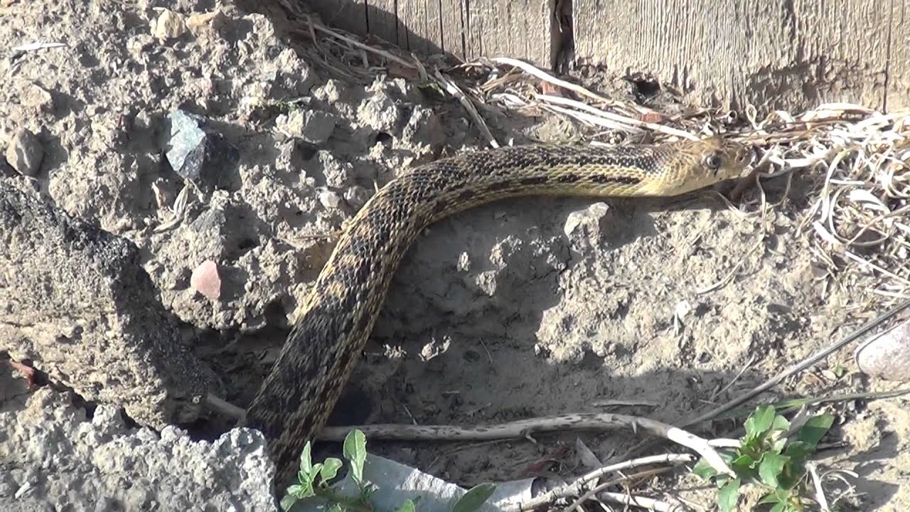 Snake outside my house! - YouTube