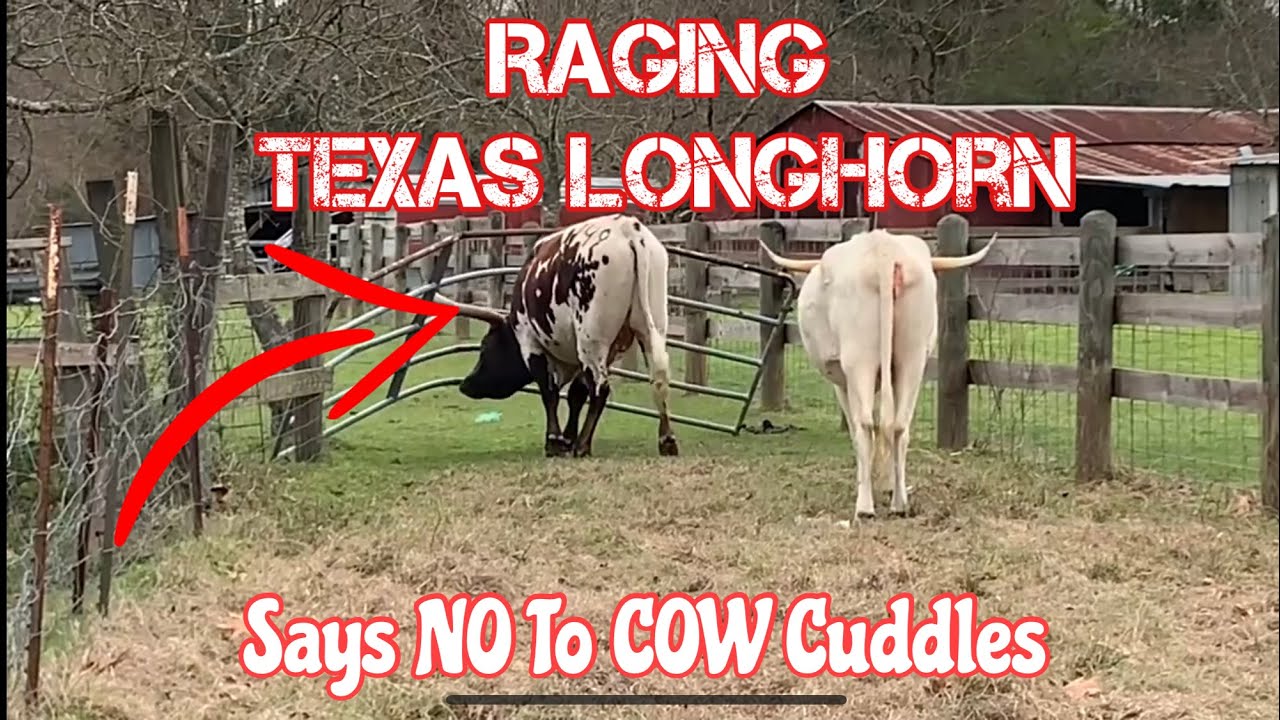 Tex Gives Cow Cuddles #LonghornLester’s - YouTube
