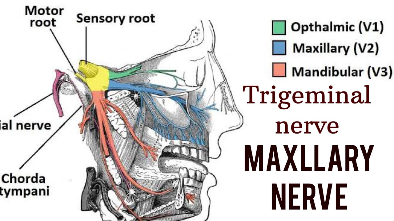 TRIGEMINAL NERVE -/MAXILLARY NERVE/ -(ENGLISH)easy notes course and ...