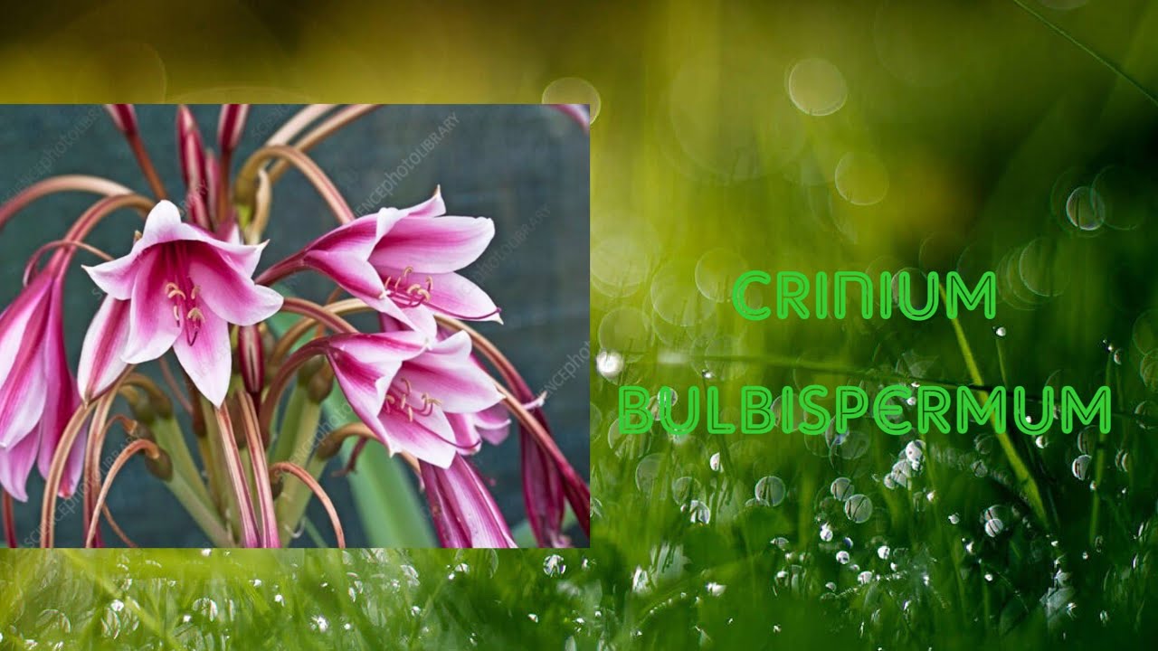 Crinium Bulbispermum Plant Care | Amaryllis variety | Plant grown from ...