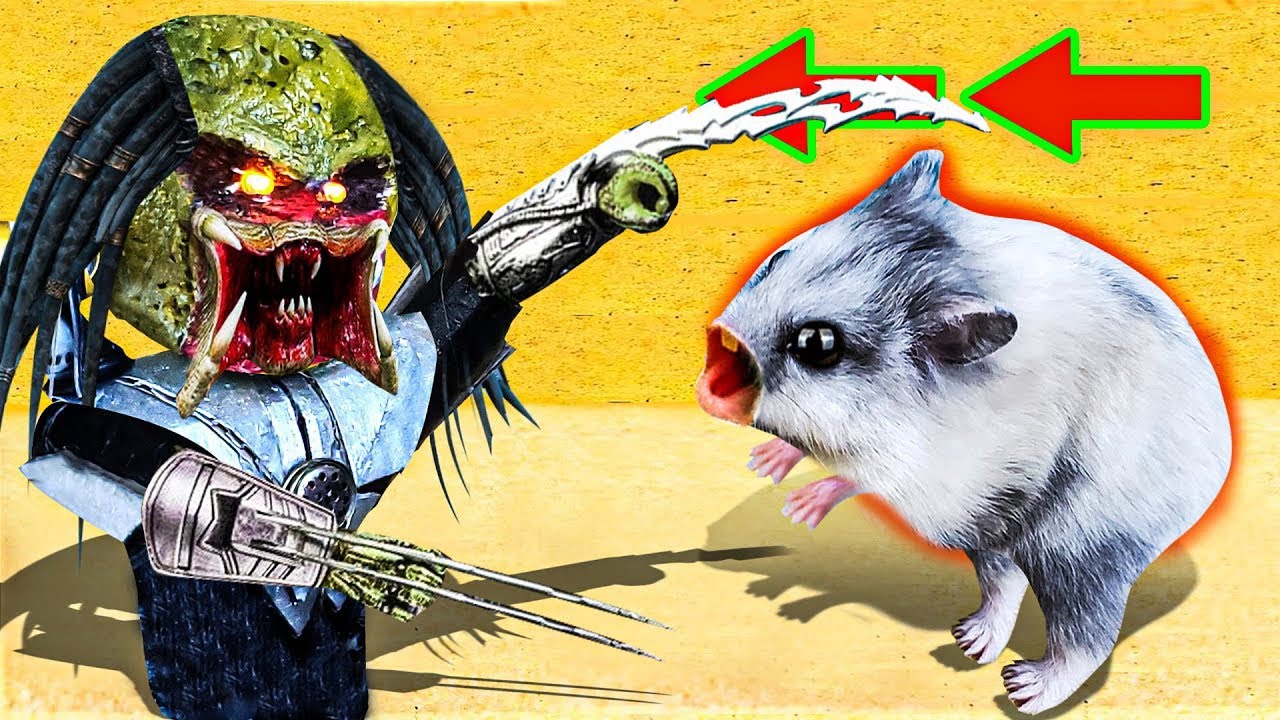 🐹 PREDATOR Hamster Obstacle Course Maze with Traps 😱 - YouTube