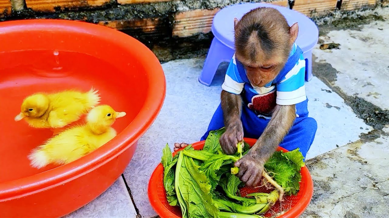 Best Care Ever! SU Gives His All to Nurture Ducklings with Love! - YouTube
