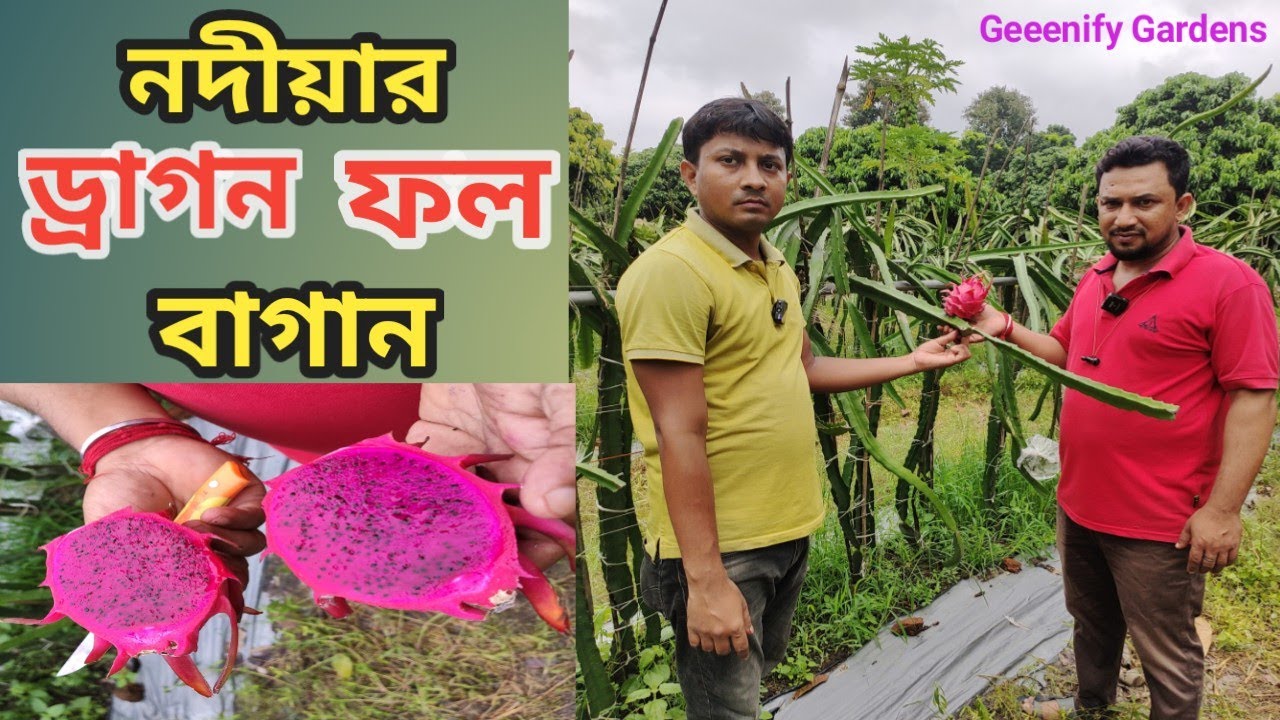 ||ব্যাংকে কর্মরত দাদার অবাক করা ড্রাগন ফার্ম|| Bimal Dragon farm ...