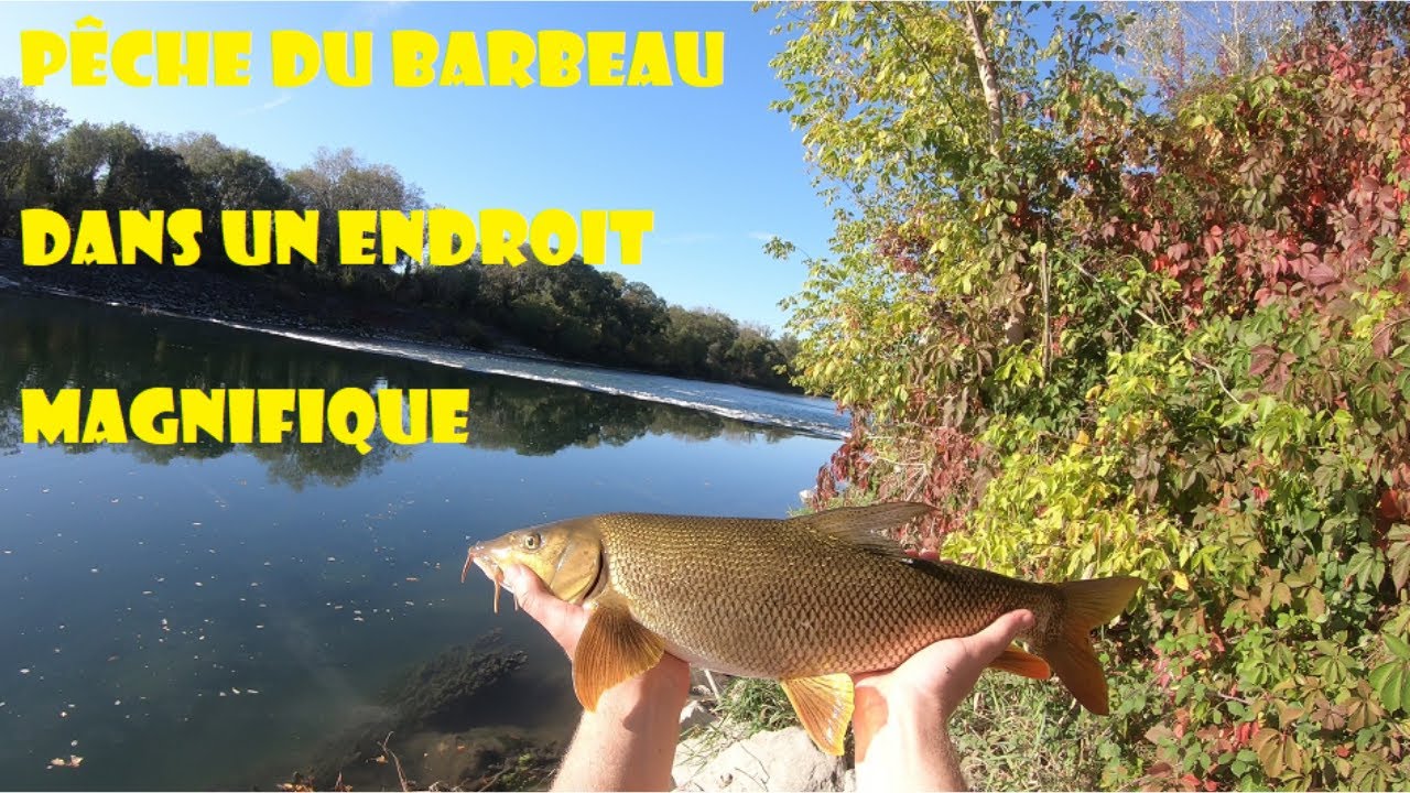 Pêche du Barbeau dans un endroit magnifique - YouTube