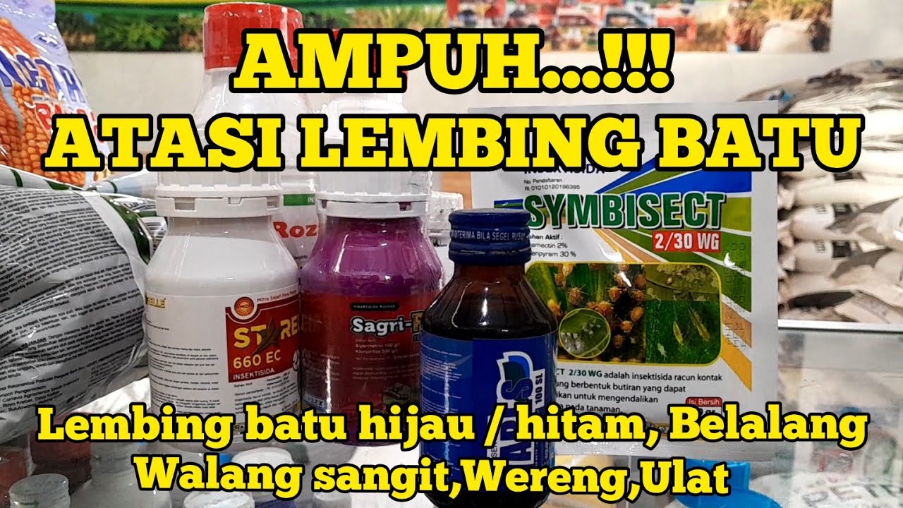 INSEKTISIDA UNTUK MENGATASI LEMBING BATU HIJAU/HITAM, WALANG SANGIT ...
