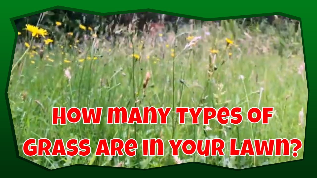 There are only 3 types of grasses! - YouTube