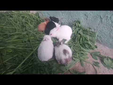 Little Rabbits Family, Cute little Rabbits kids Eating Grass, Pets ...