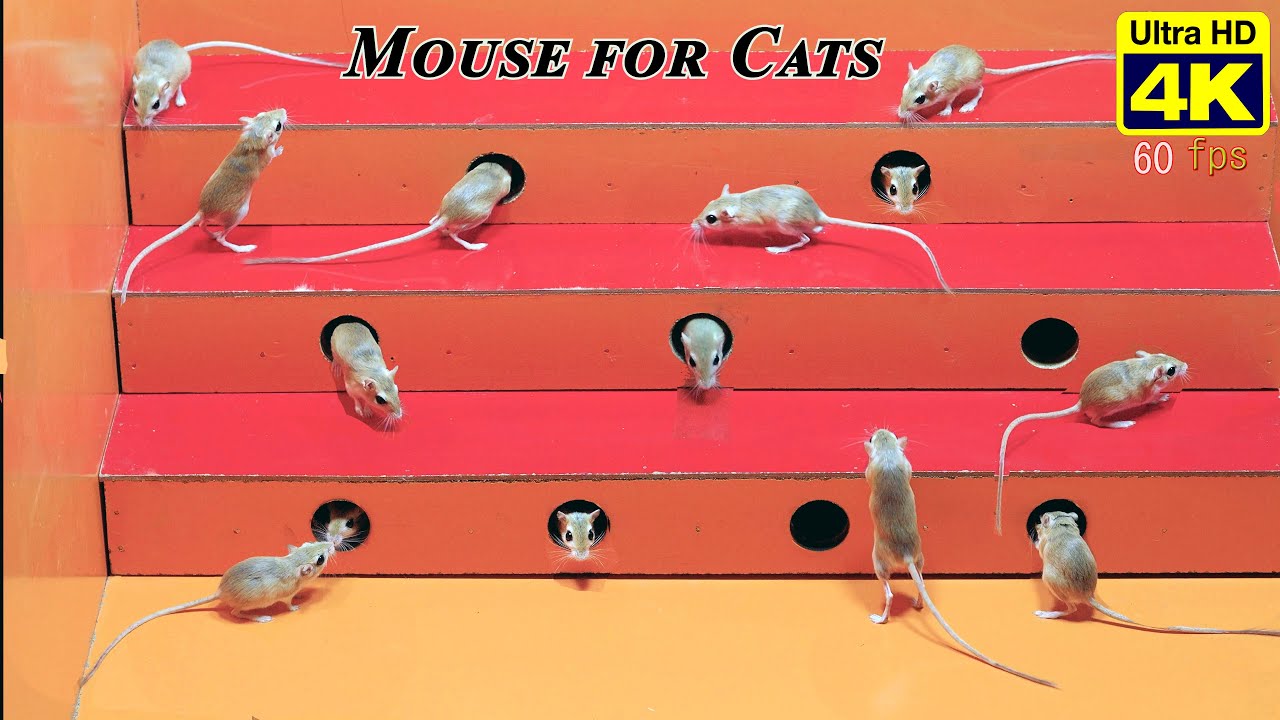 CAT GAMES - Catching Mice Hide & Seek in The Jerry Mouse Hole | Videos ...
