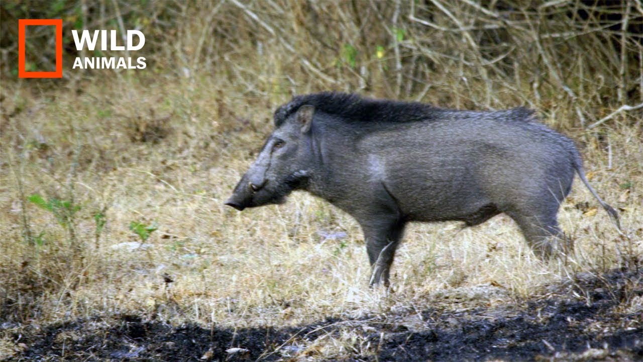 Asian Wild Boar ! Wild Animals - YouTube