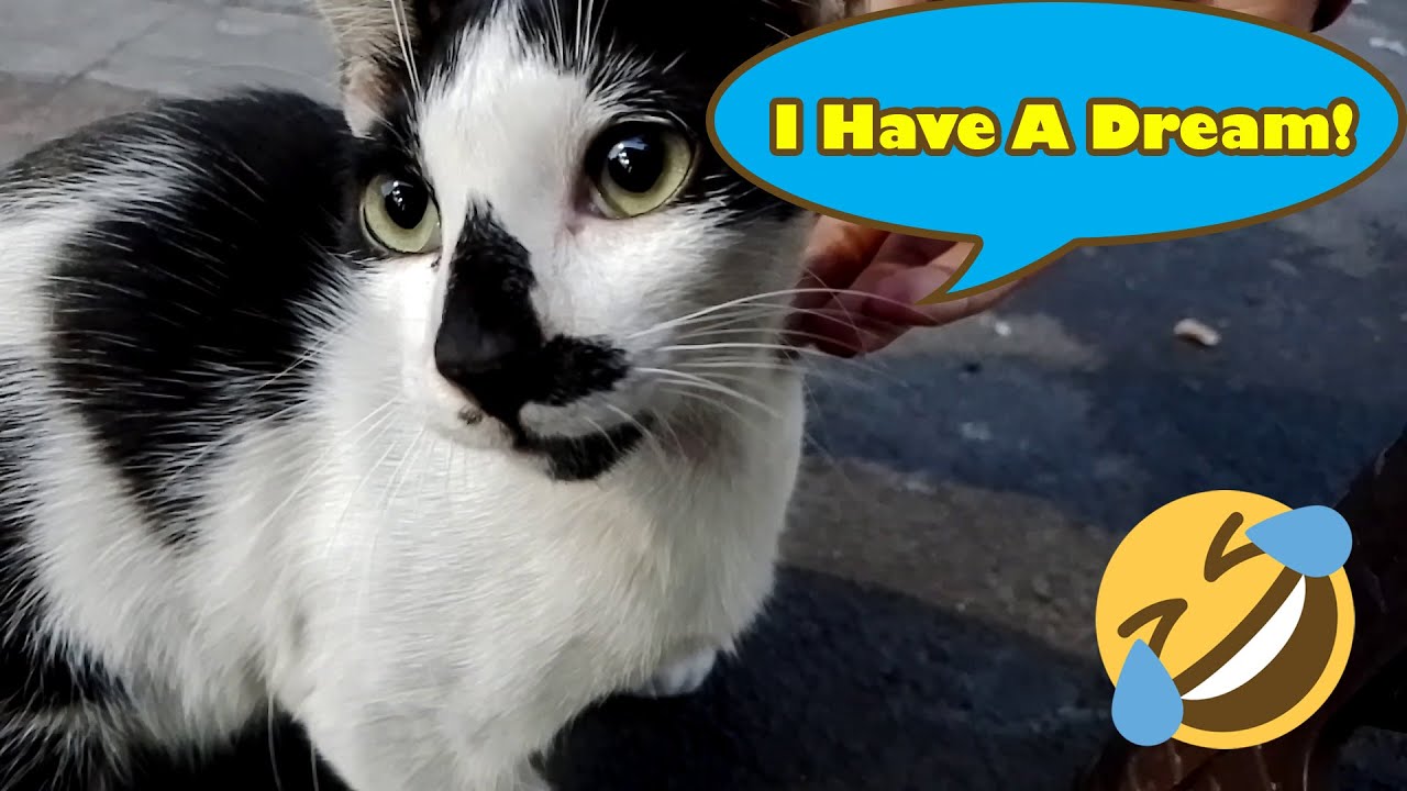 Funny Playful Kitten Never Failed Us To Fail II CUTE CATS ASMR LOL ...