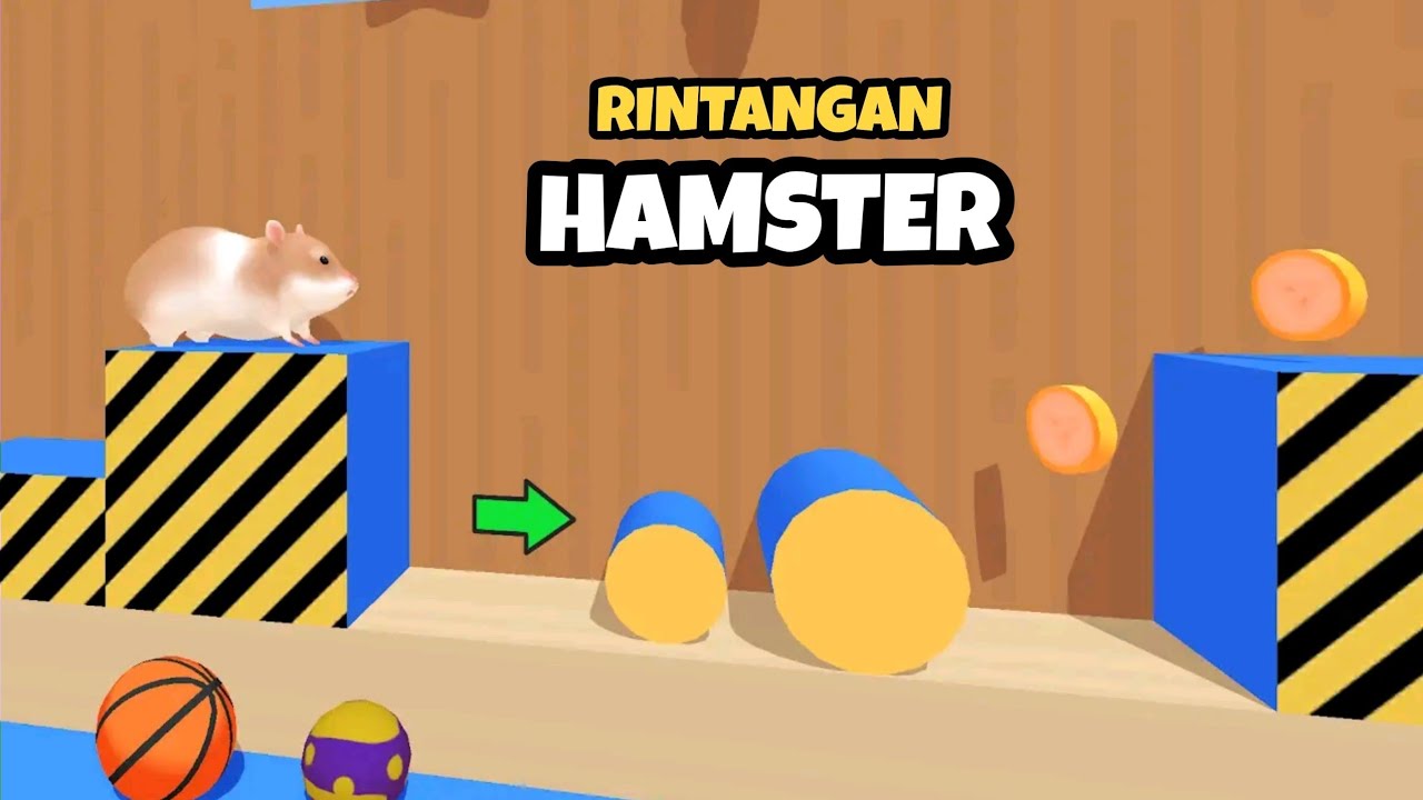 Tikus Hamster Terjebak Didalam Rintangan | Hamster Maze - YouTube