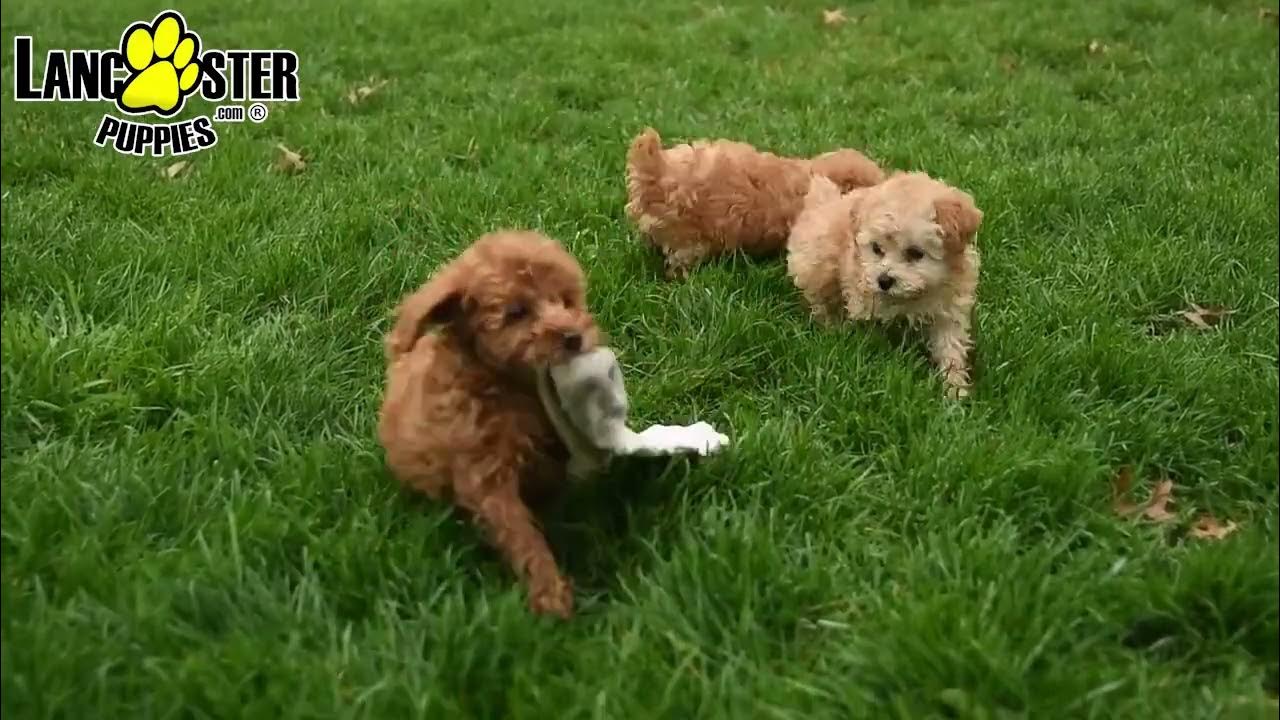 Fun Toy Poodle Puppies - YouTube