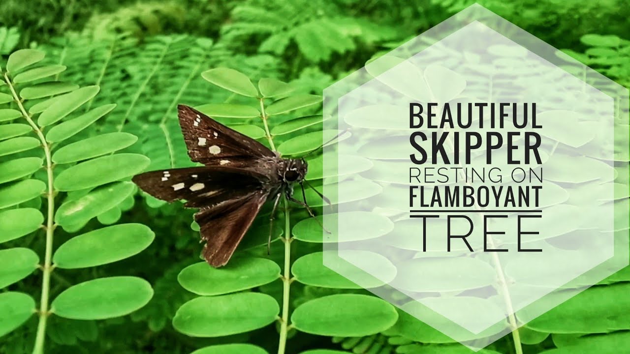 Beautiful Skipper Resting on Flamboyant Tree - YouTube