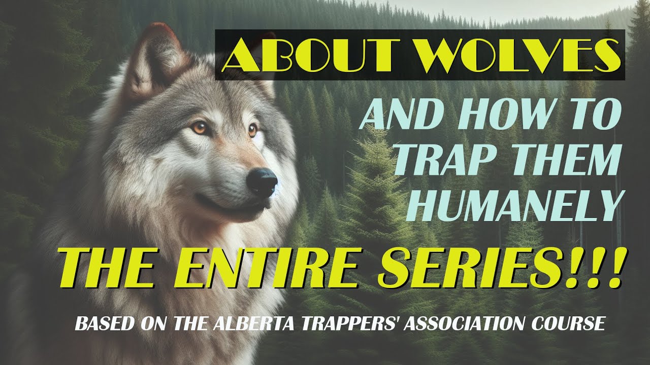 Entire Wolf Workshop!!! (4k) - YouTube