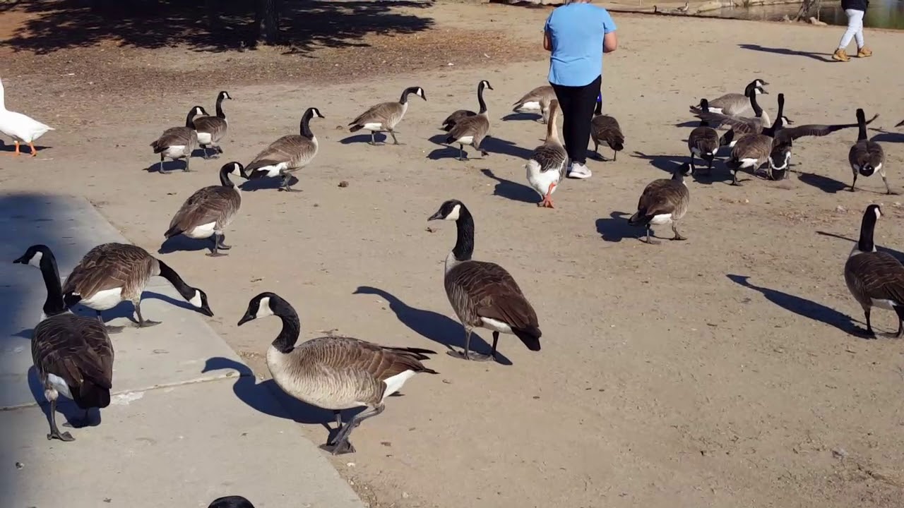 Saib Os.. ducks pem park - YouTube