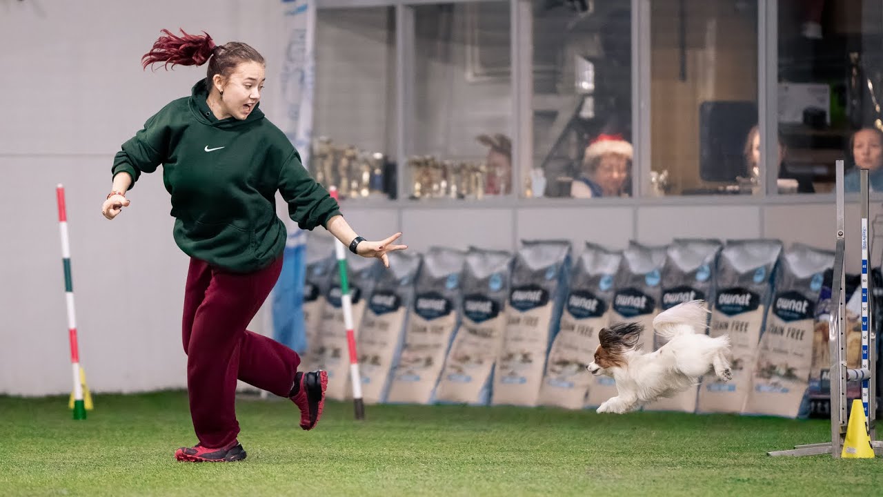 04.02.24 winter competitions club eMotionDog/ papillon Sheryl - YouTube