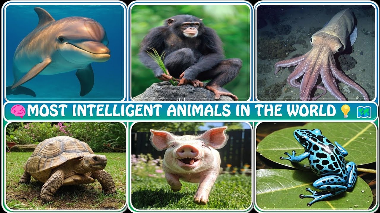 Most Intelligent Animals That Outsmart Humans 👁️ 🧠 - YouTube