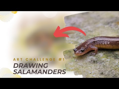 Searching For and Drawing Salamanders! [Salamander Art #1] #herping #amphibians #hiking #drawing ...