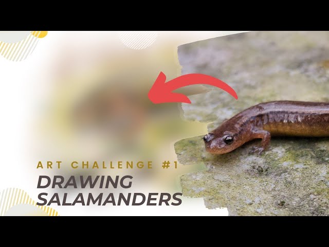 Red Backed Salamander Drawing