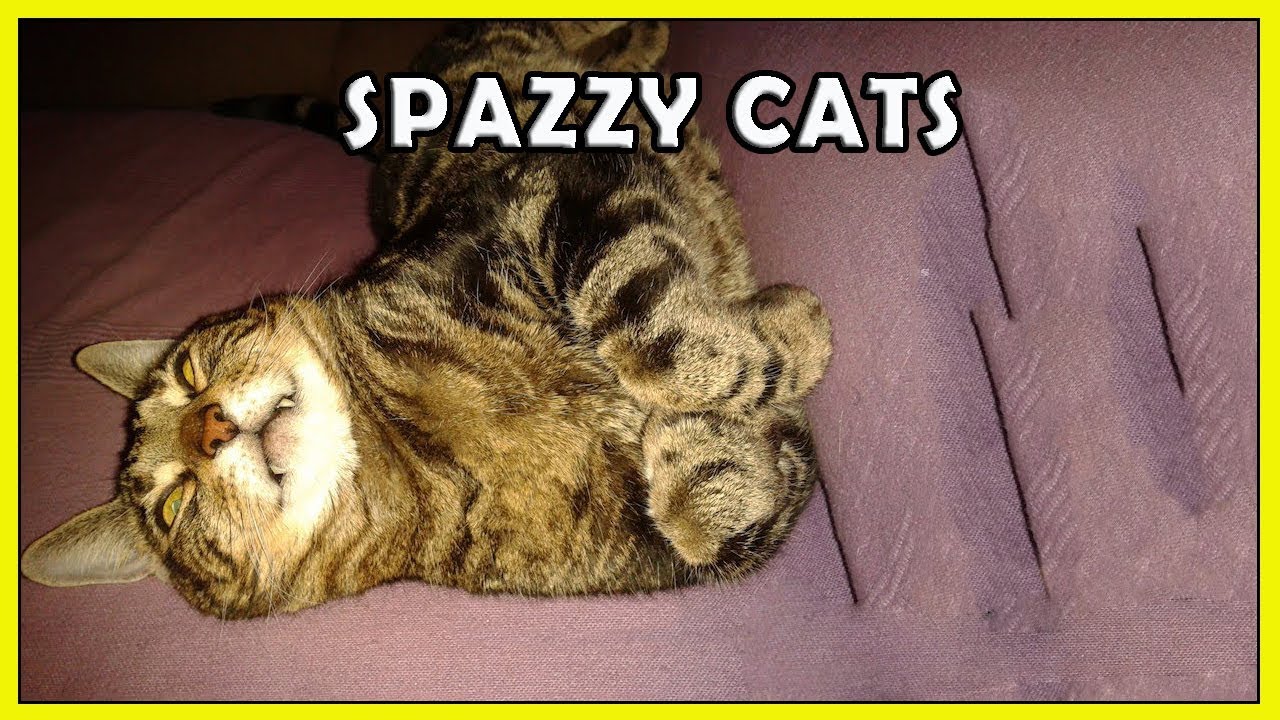 Funny Spazzy Cats 2018 NEW HD FunnyCat - YouTube