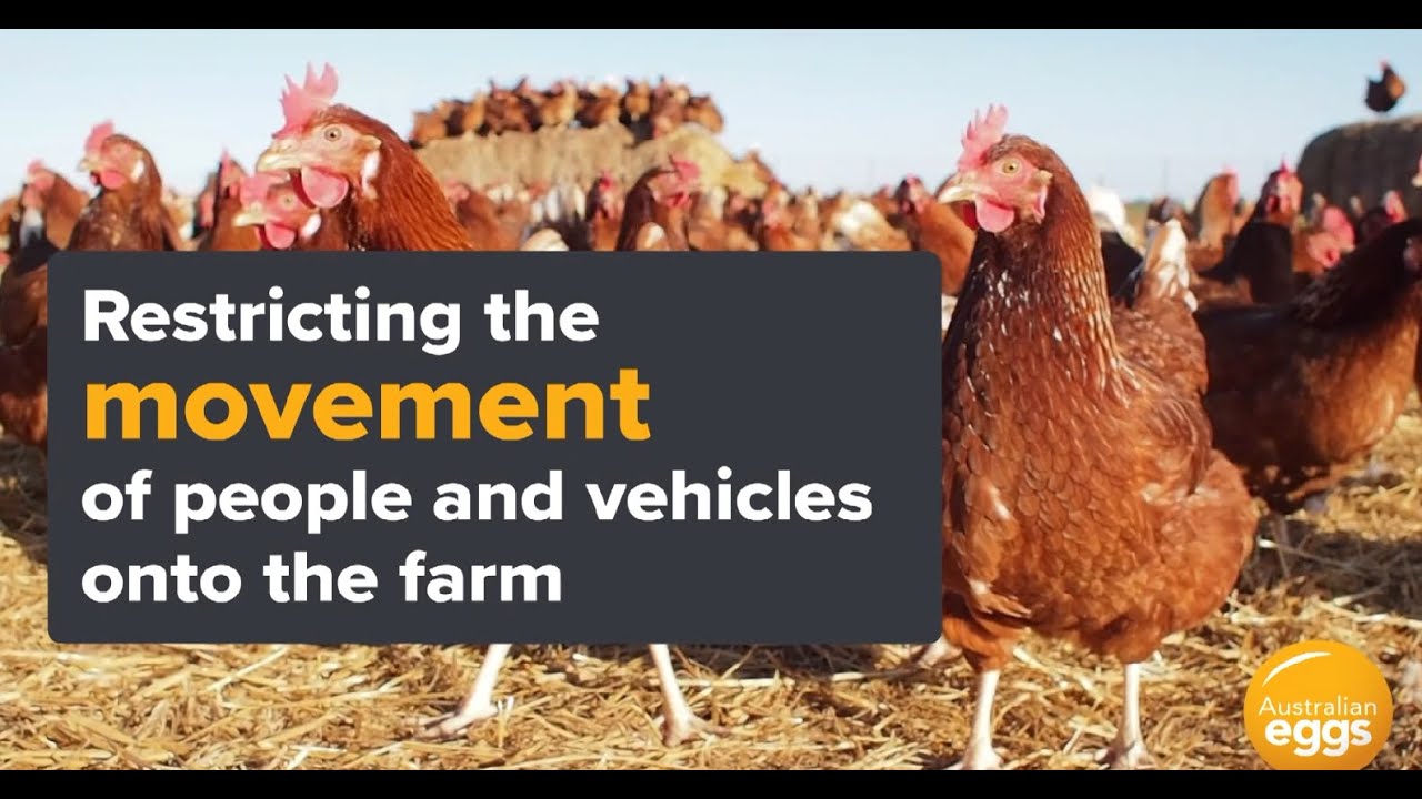 Healthy Hens- Movement restrictions on the farm. - YouTube