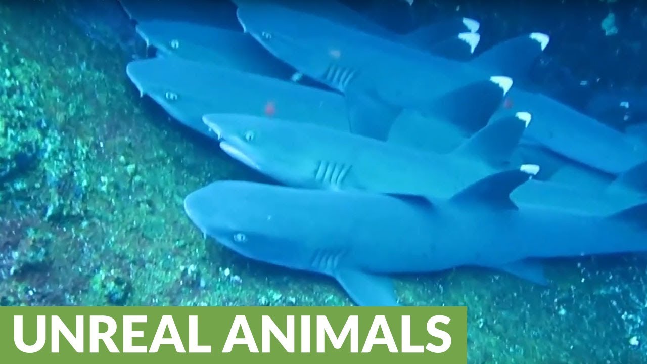 Diver approaches sleeping white tip reef sharks - YouTube