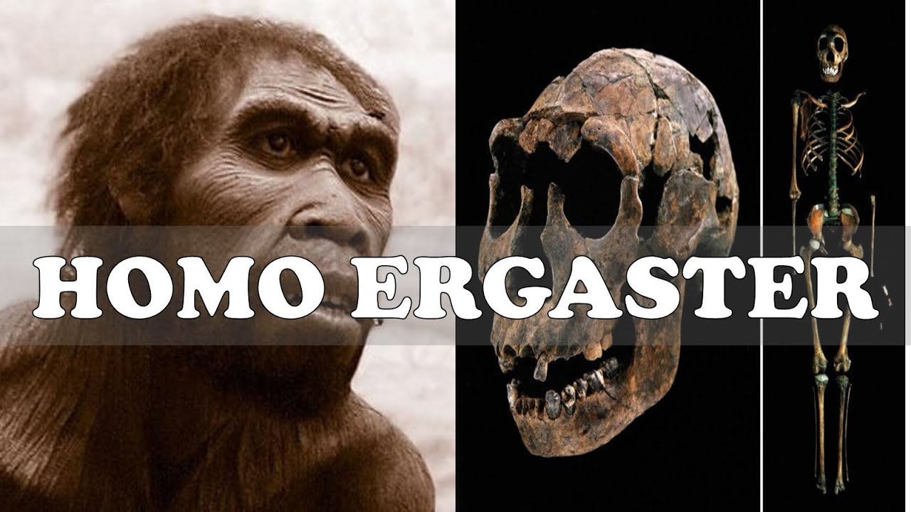 Homo Ergaster Explained - YouTube
