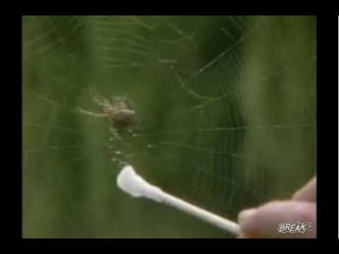 What Happens When Your Give a Spider Coffee - YouTube