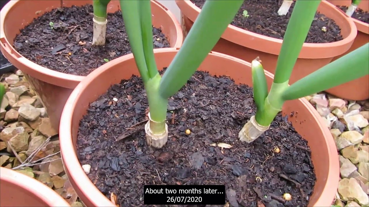 Regrowing Spring Onions (Shallots) from store bought scraps/cuttings ...
